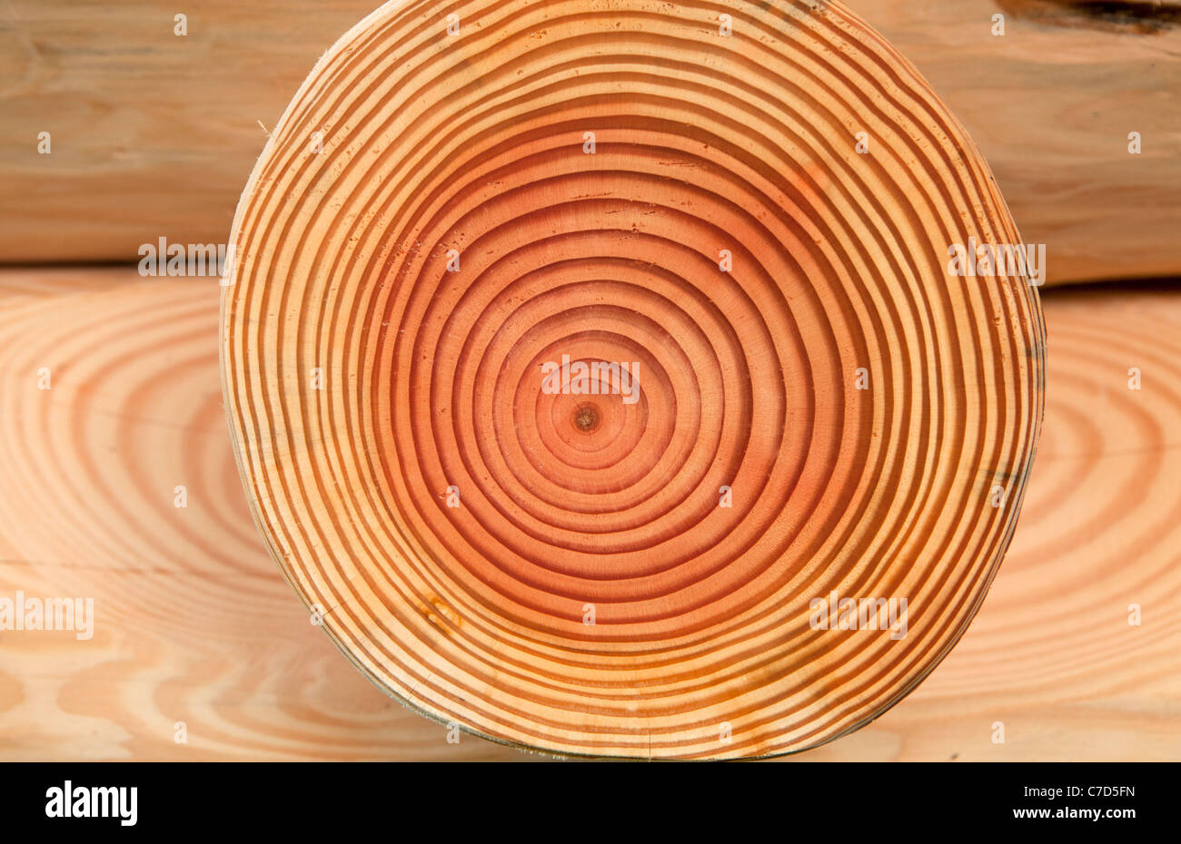 Cross section of douglas fir hi-res stock photography and images - Alamy