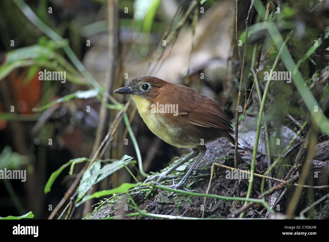 Yellow-breasted Antpitta, Grallaria flavotincta, at Angel Pax Stock ...
