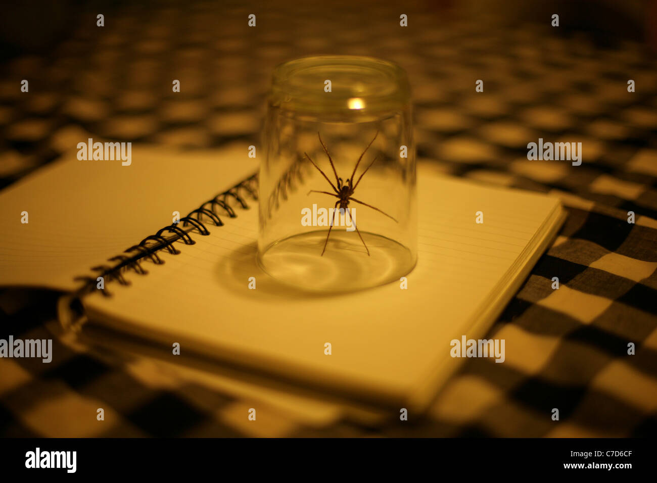 Spider trapped in a glass Stock Photo - Alamy