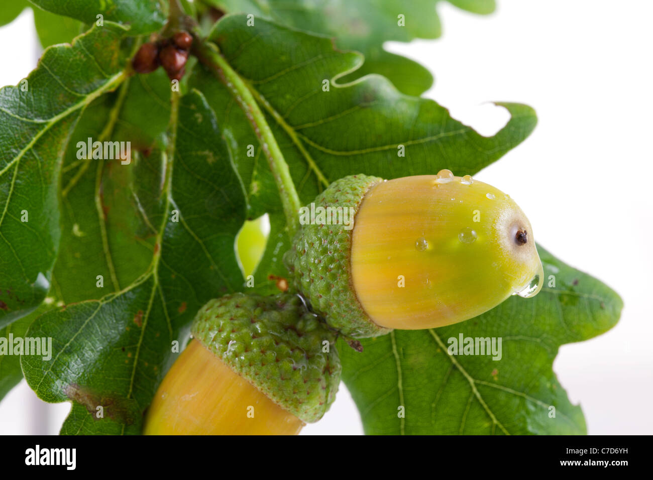 Acorns with rain drops against white Stock Photo - Alamy
