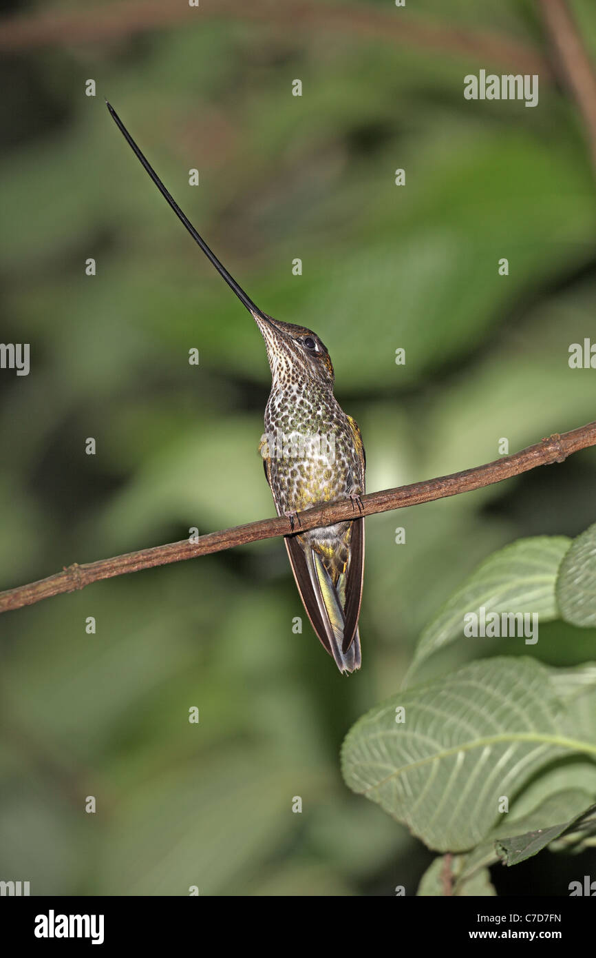 Sword-billed hummingbird, Ensifera ensifera roosting at Guango Stock ...