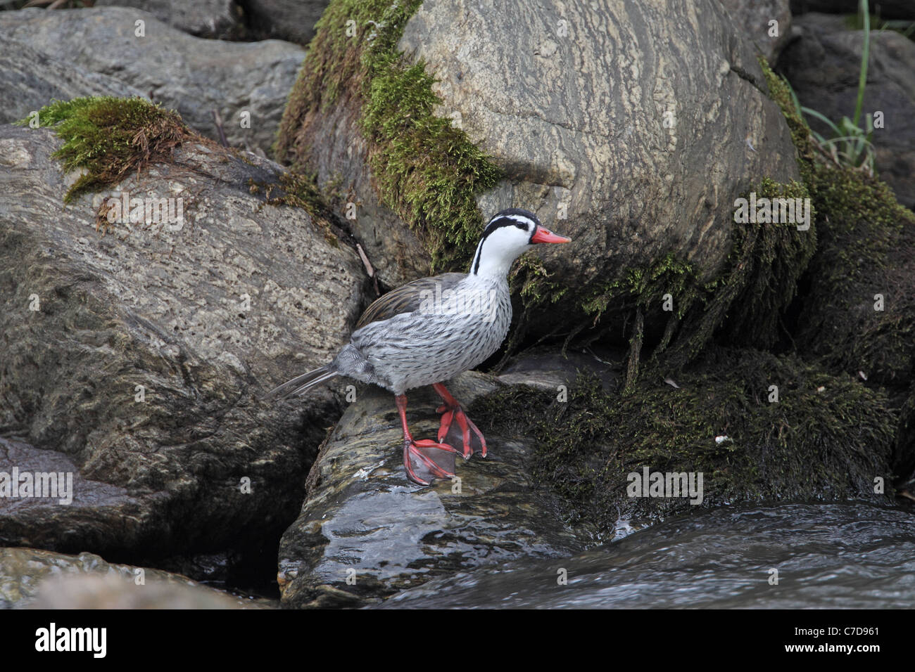 Torrent Duck, Merganetta armata, male at Guango Stock Photo - Alamy