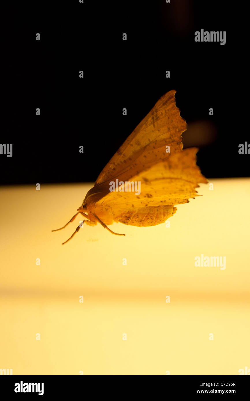 Moth sitting on the lamp night picture Stock Photo - Alamy
