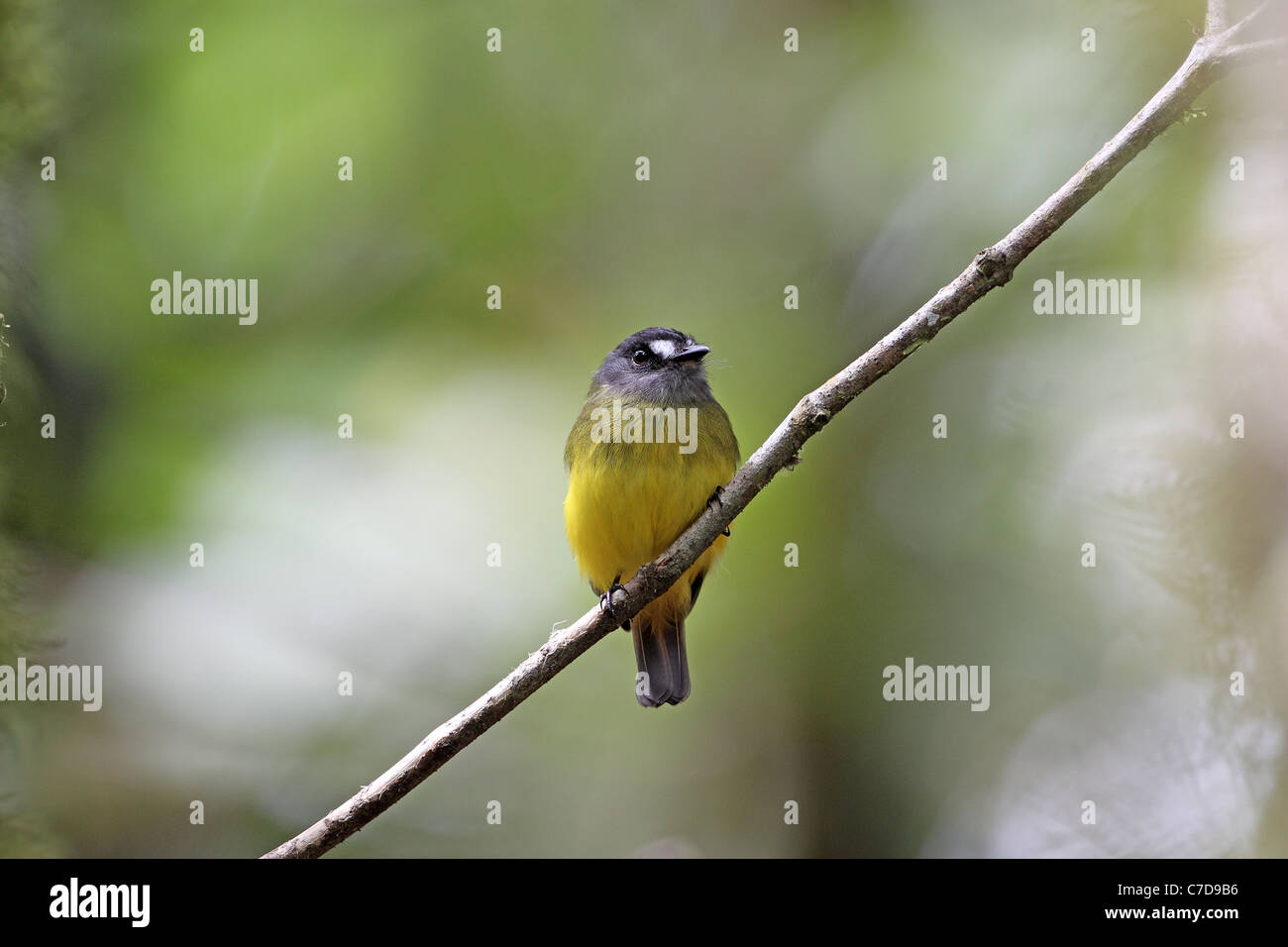 Ornate Flycatcher, Myiotriccus ornatus, at Milpe Stock Photo - Alamy