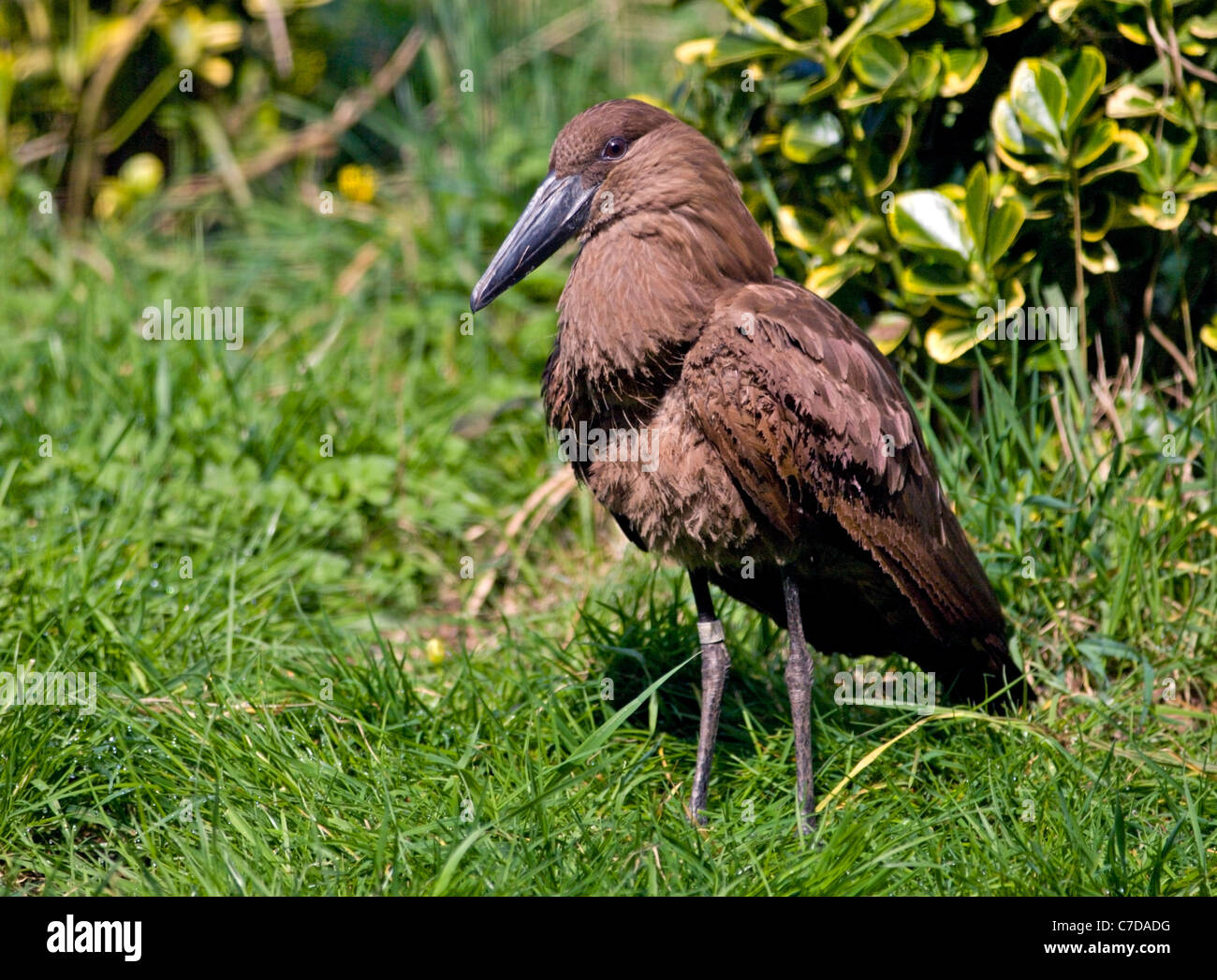Hammerkop (scopus umbretta Stock Photo - Alamy