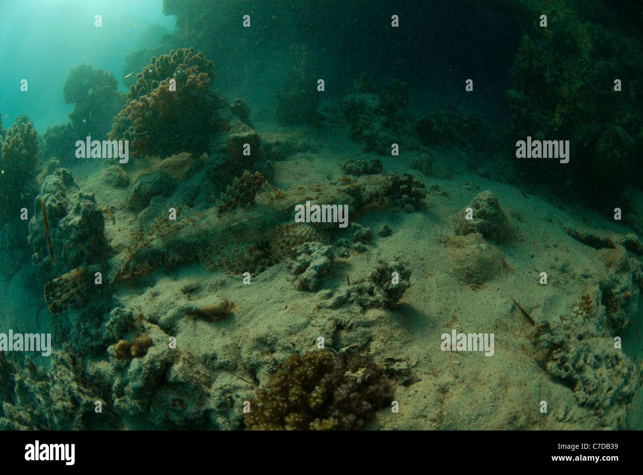 Crocodile fish lies in wait Stock Photo - Alamy