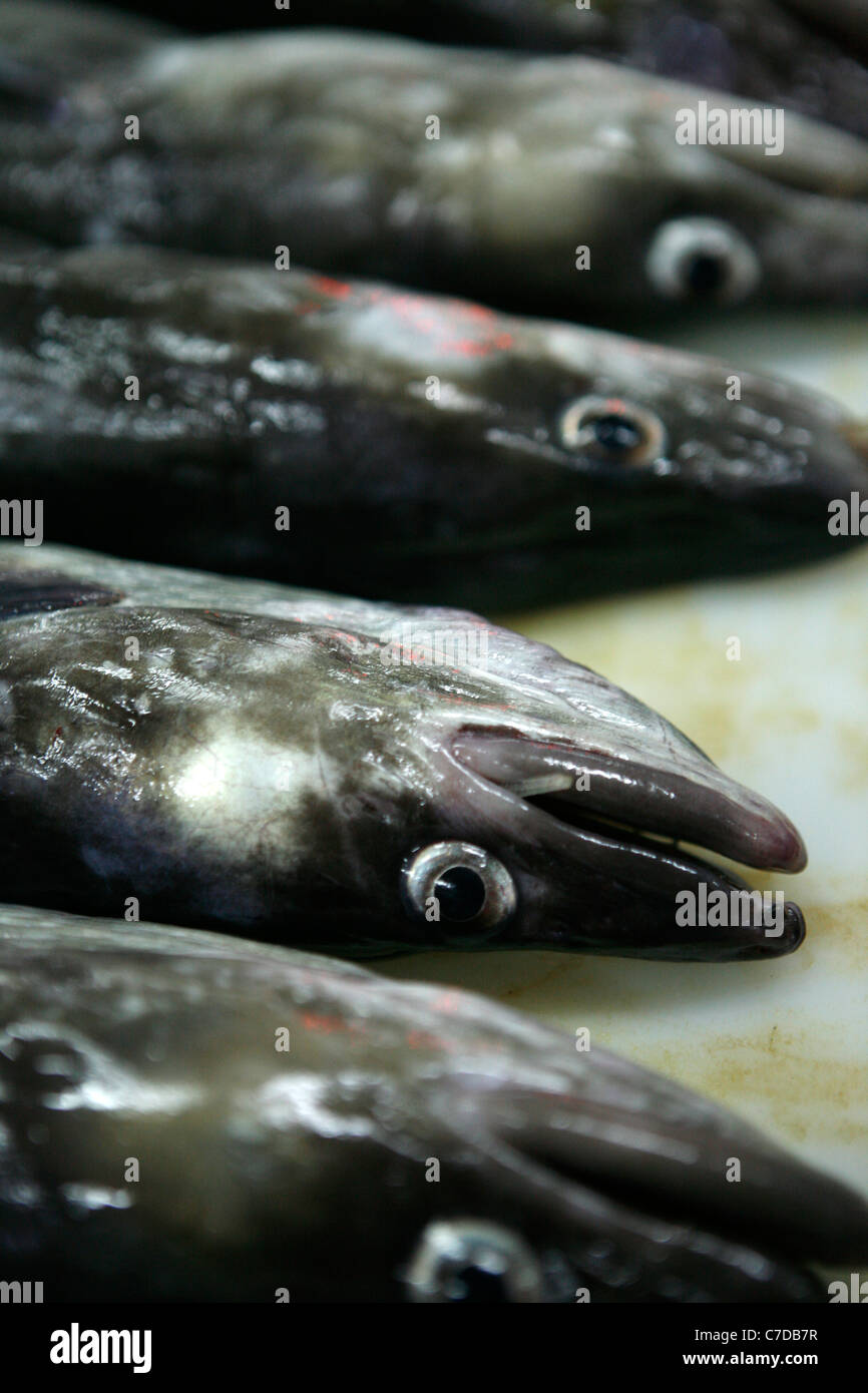 Conga eel hi-res stock photography and images - Alamy