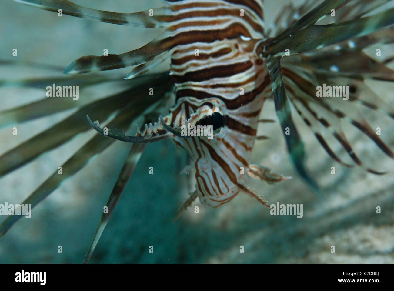 close up of a juvenile lion fish on a reef in the red sea Stock Photo ...