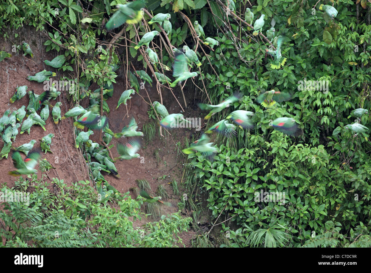 Amazon parrot hi-res stock photography and images - Alamy