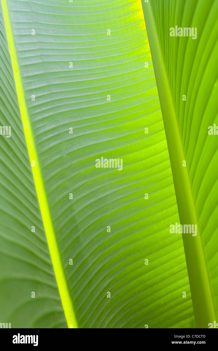 Backlit leaf of a strelitzia plant Stock Photo - Alamy
