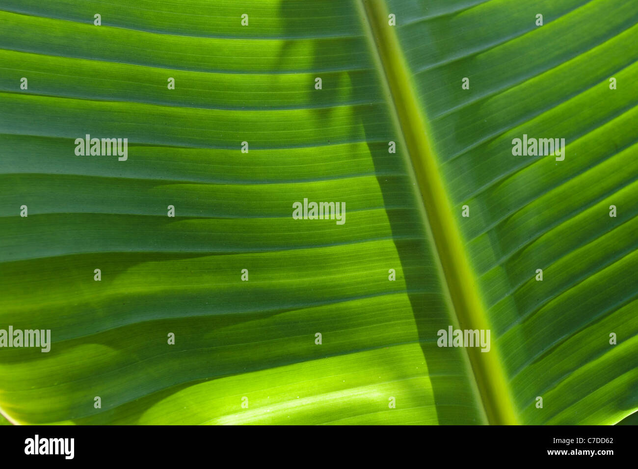 Backlit leaf hi-res stock photography and images - Alamy