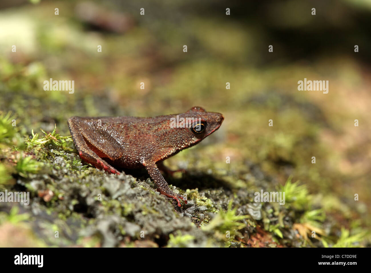Amazon Tiny Tree Toad, Dendrophryniscus minutus, near Sacha Lodge Stock ...