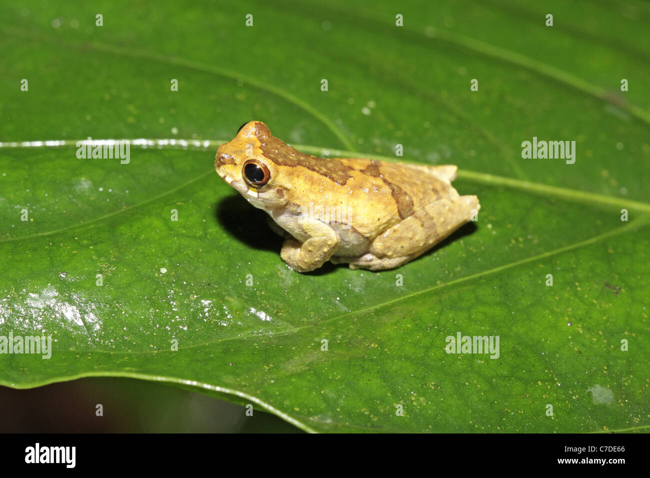 Crump tree frog hi-res stock photography and images - Alamy