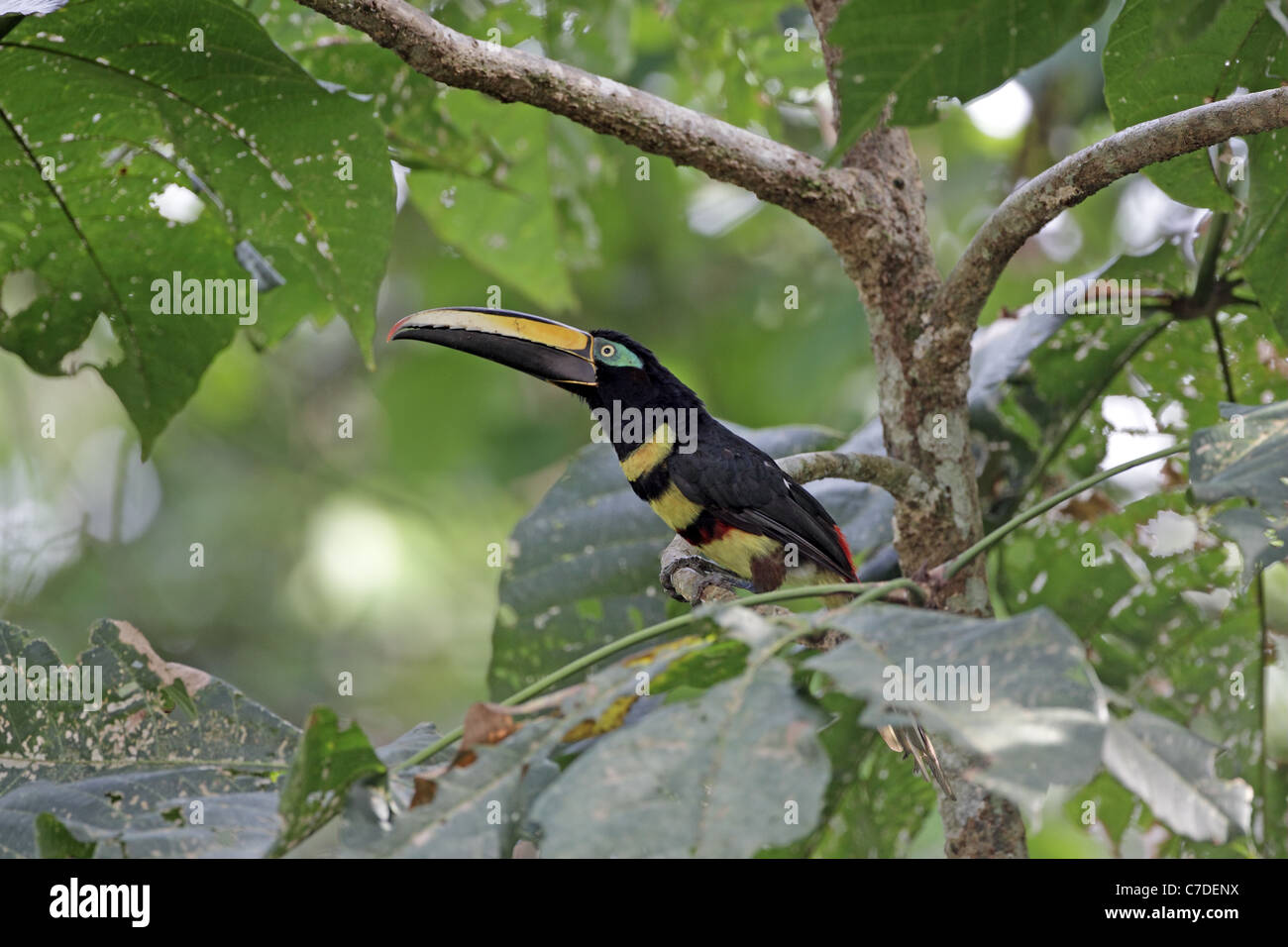 Banded aracari toucan hi-res stock photography and images - Alamy