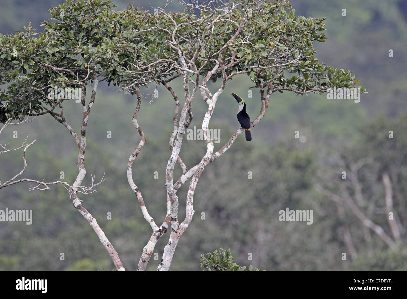 White-throated Toucan, Ramphastos tucanus, at Sacha Lodge Stock Photo ...
