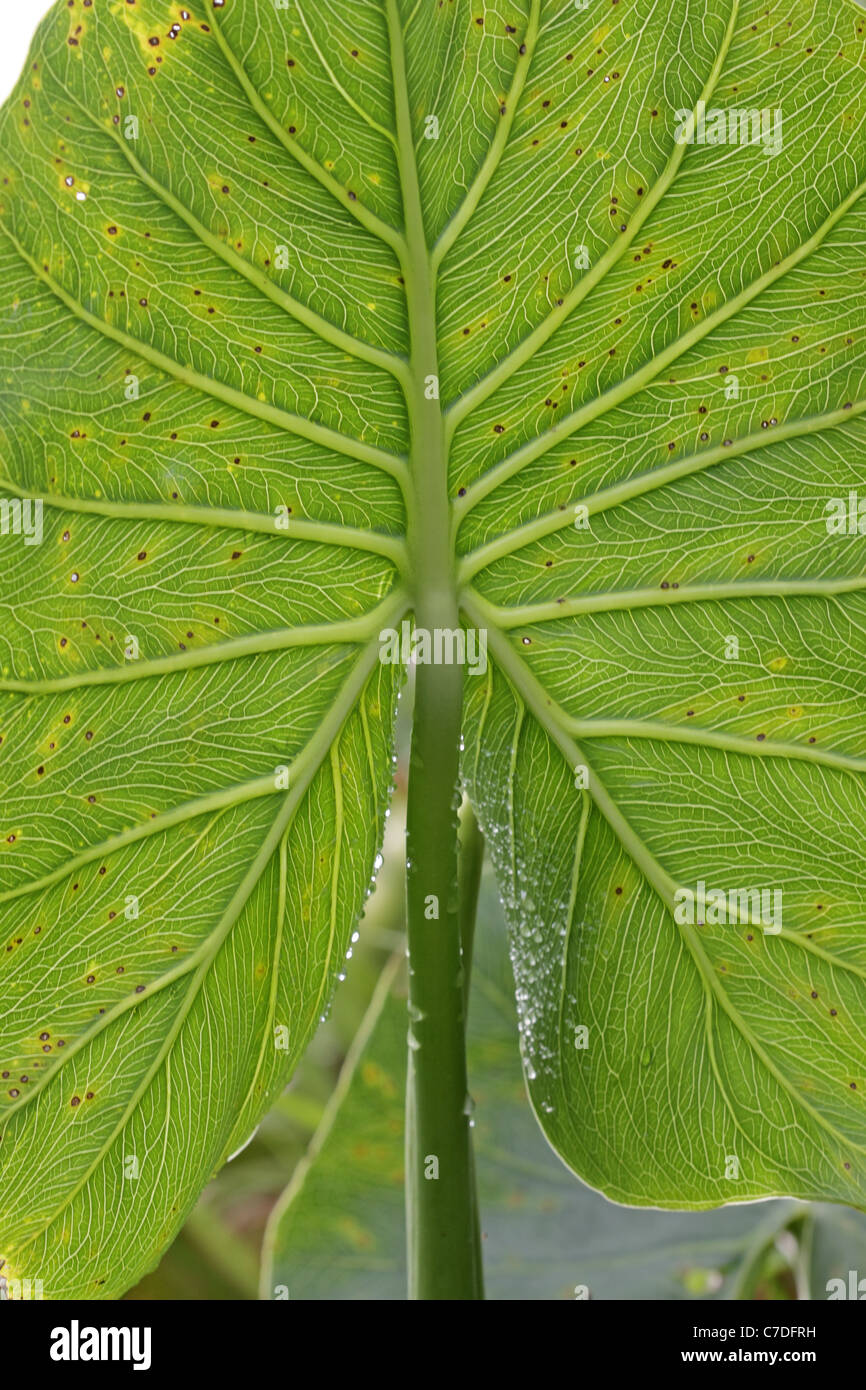 Underside lily leaf hi-res stock photography and images - Alamy