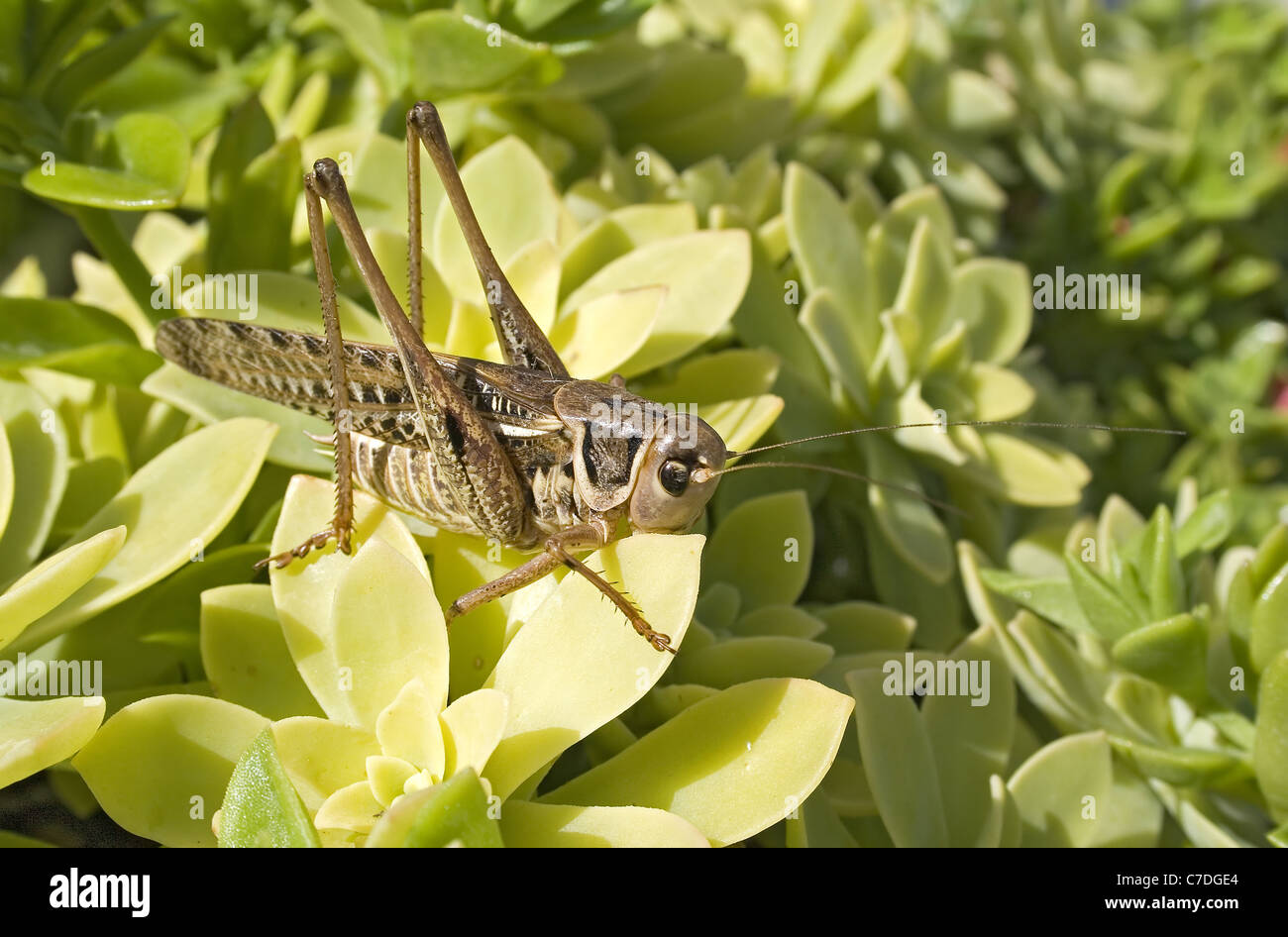 close up grasshopper sitting at green plant Stock Photo - Alamy