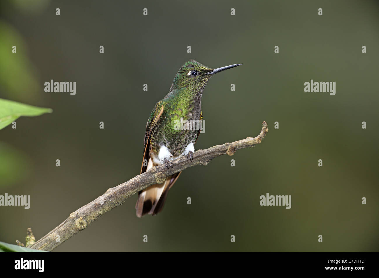Booted Racket-tail, Ocreatus underwoodii, juvenile male at Sacha Tamia ...