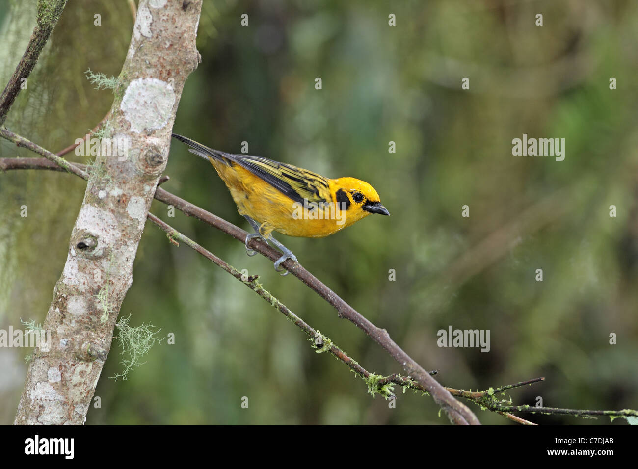Golden Tanager, tangara arthus, at Sacha Tamia Stock Photo - Alamy
