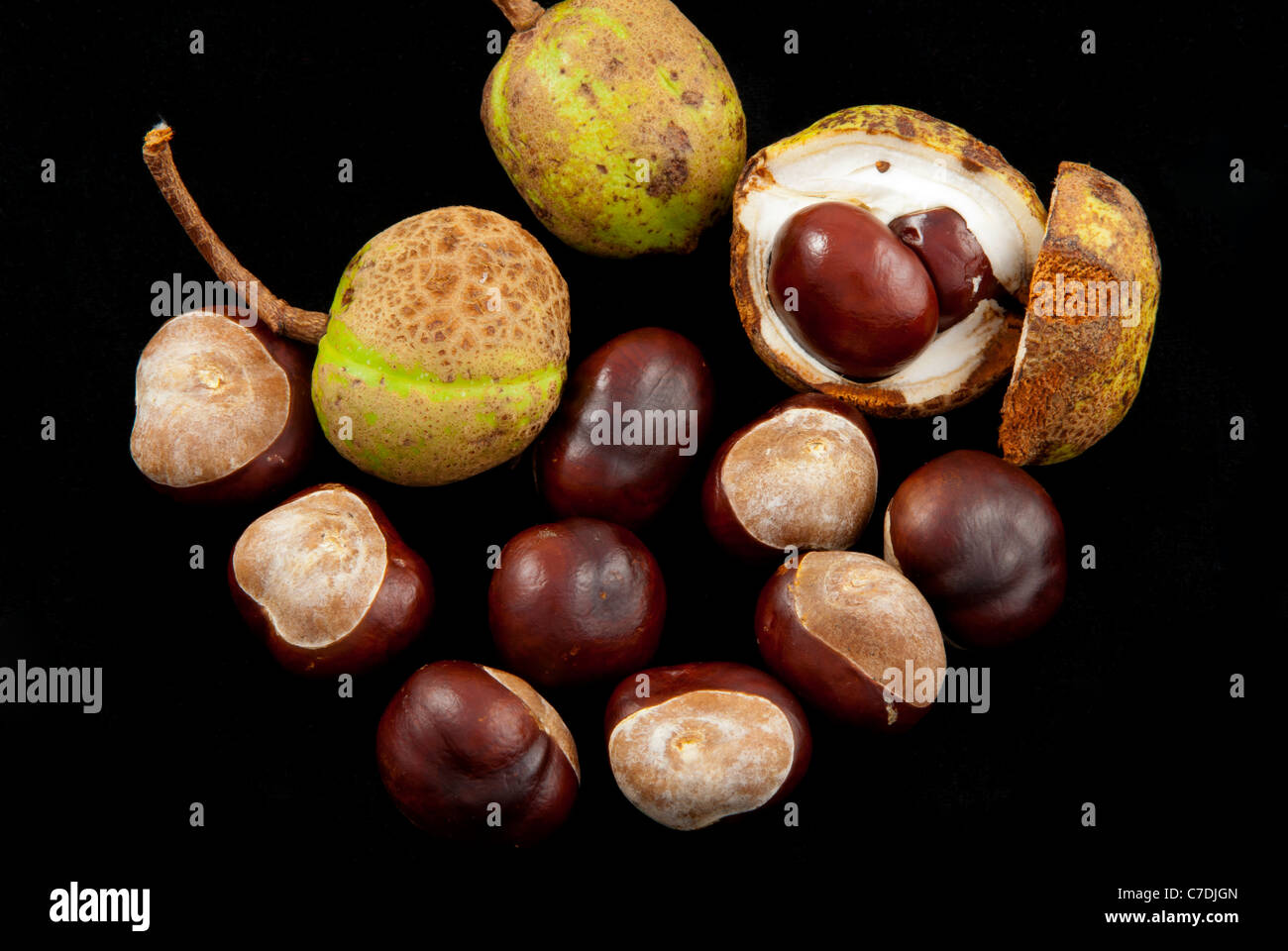 Conkers from a Horse Chestnut (Aesculus hippocastanum) tree Stock Photo ...