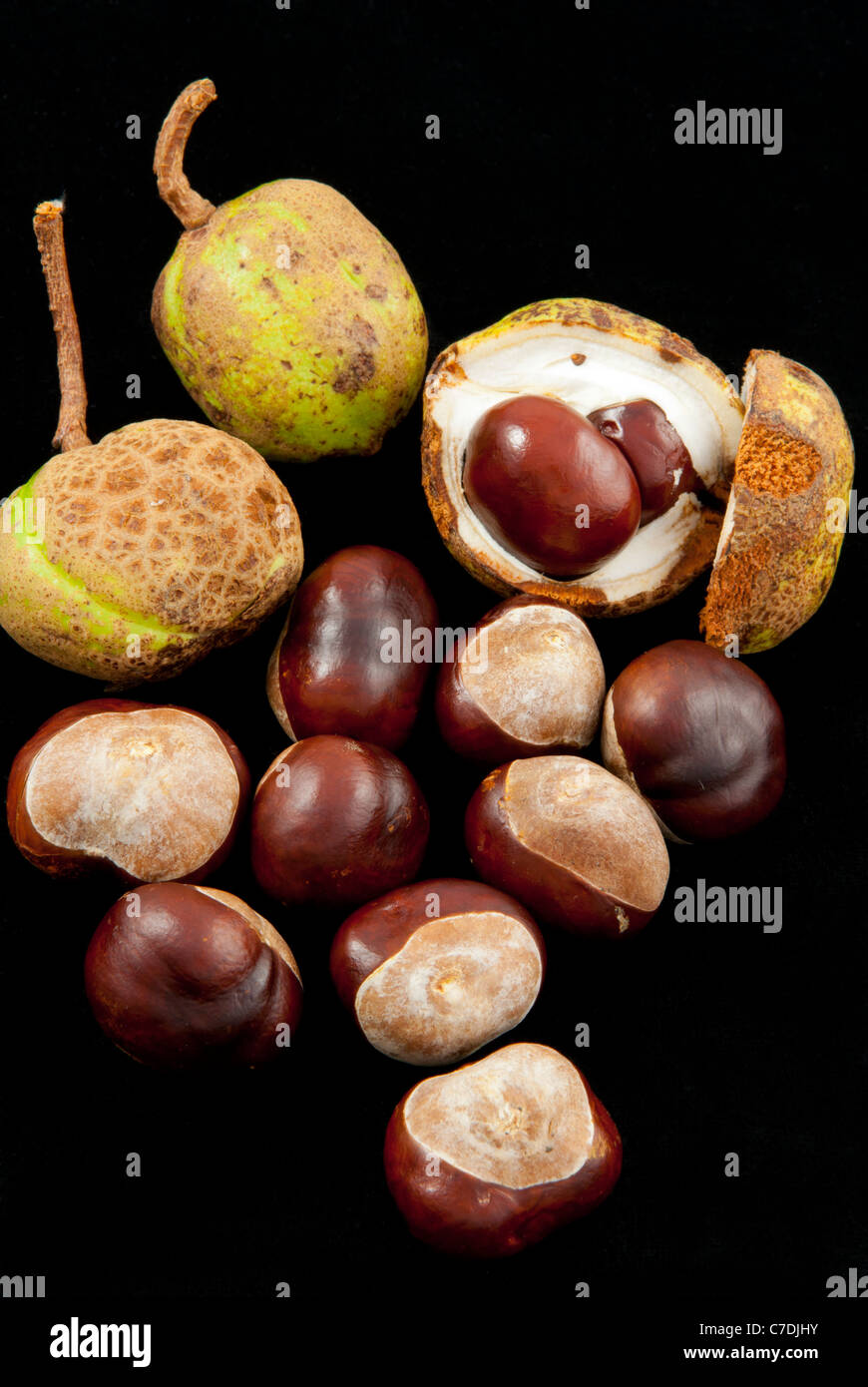 Conkers from a Horse Chestnut (Aesculus hippocastanum) tree Stock Photo ...