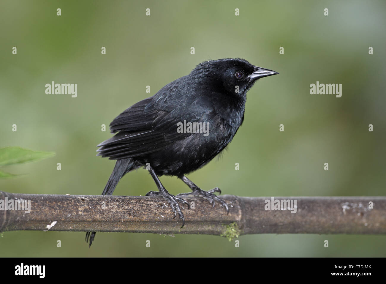 Tamia hi-res stock photography and images - Alamy