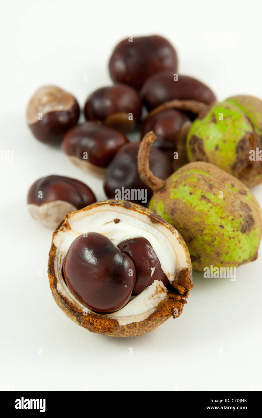 Conkers from a Horse Chestnut (Aesculus hippocastanum) tree Stock Photo ...