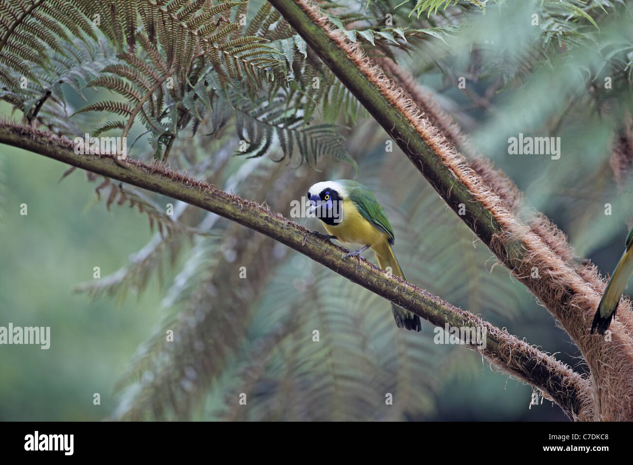 Inca Jay, Cyanocoras yncas, at San Isidro Stock Photo - Alamy