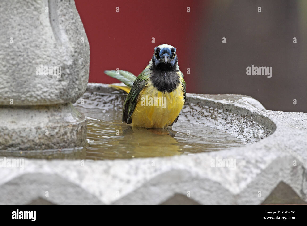 Inca Jay, Cyanocorax yncas, bathing at San Isidro Stock Photo - Alamy