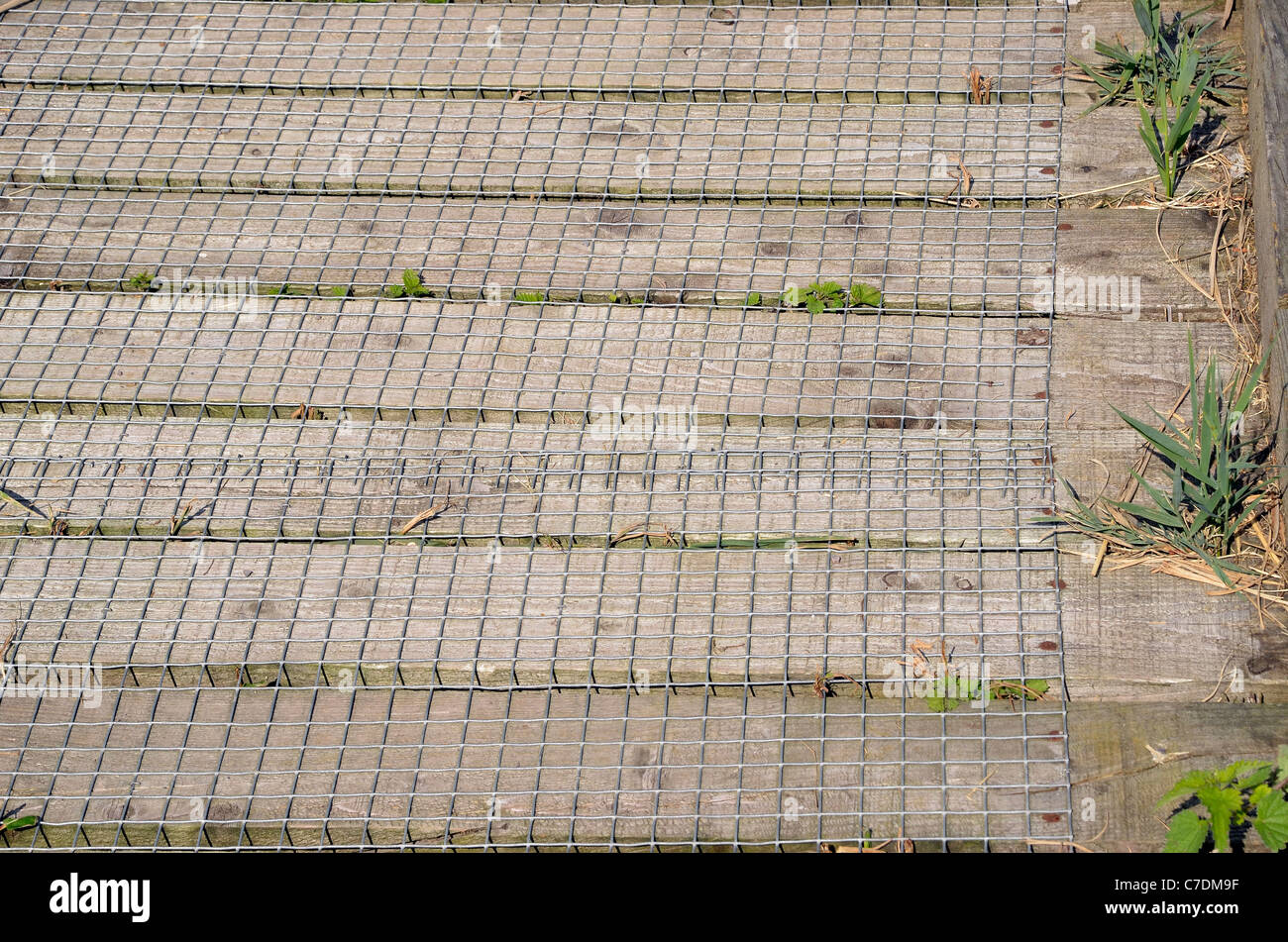 Wire netting used to provide a safety surface on a board walk in a ...
