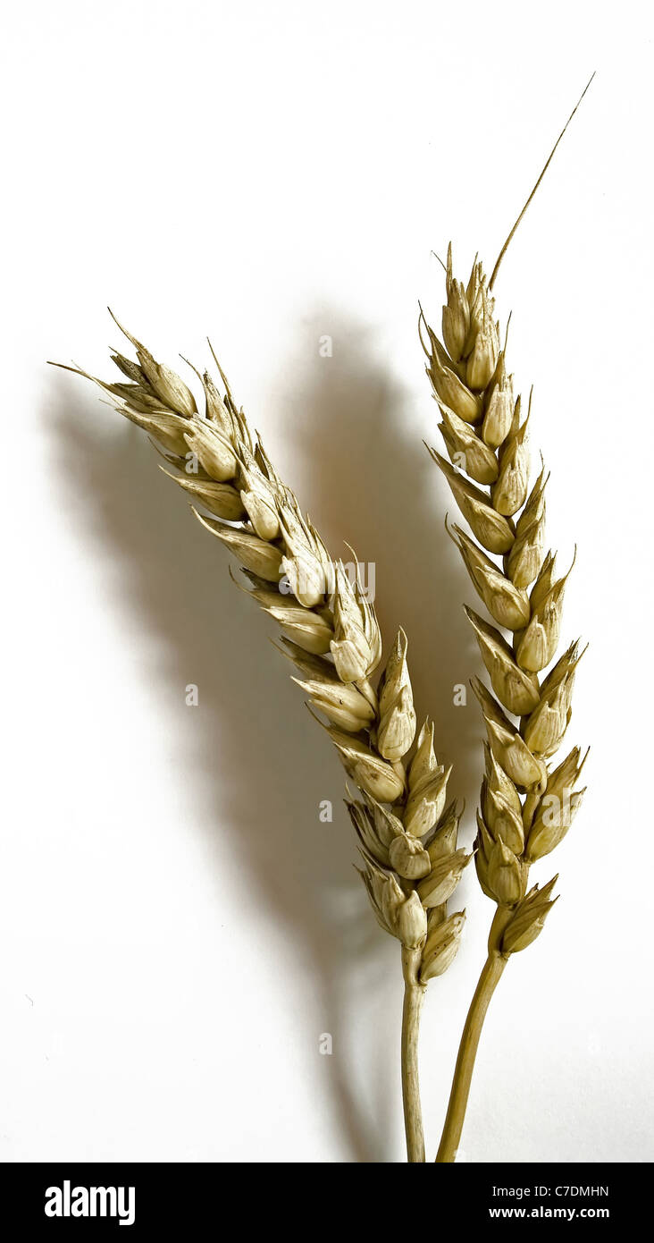 Two spikes of wheat isolated in white Stock Photo - Alamy