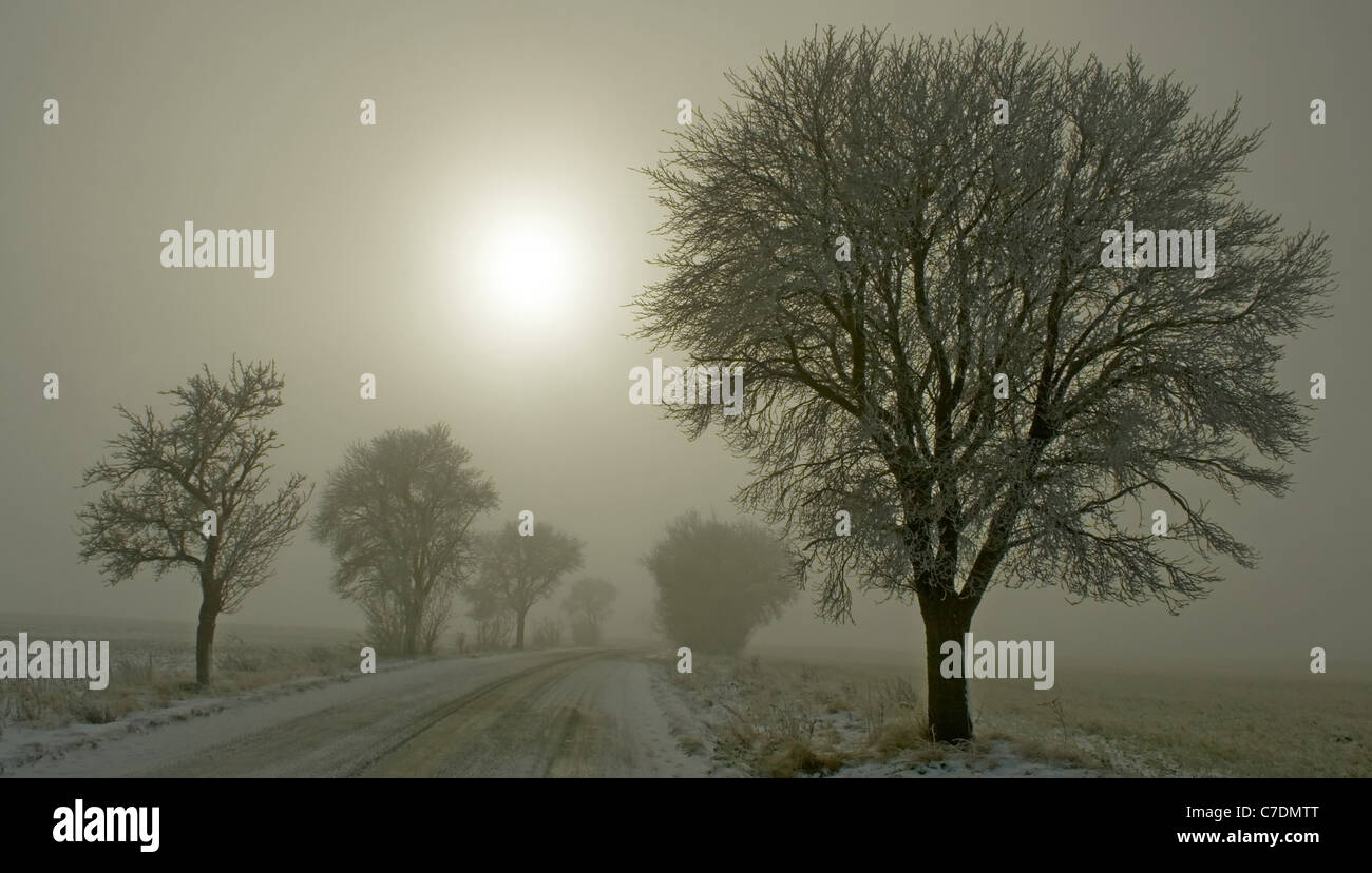 Snow covered road and trees hi-res stock photography and images - Alamy