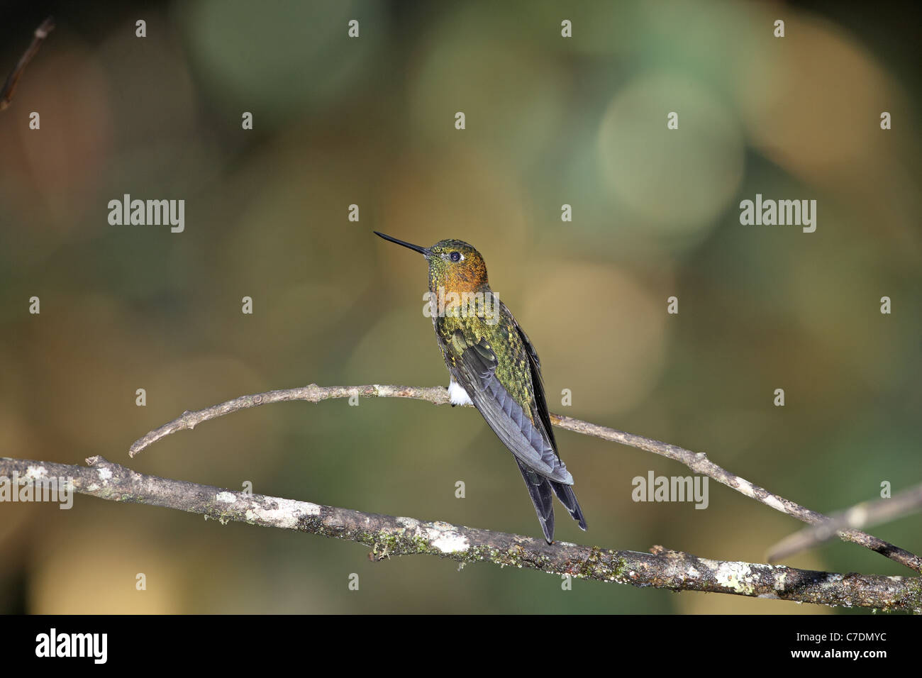Golden-breasted Puffleg, Eriocnemis mosquera, Yanococha Stock Photo - Alamy