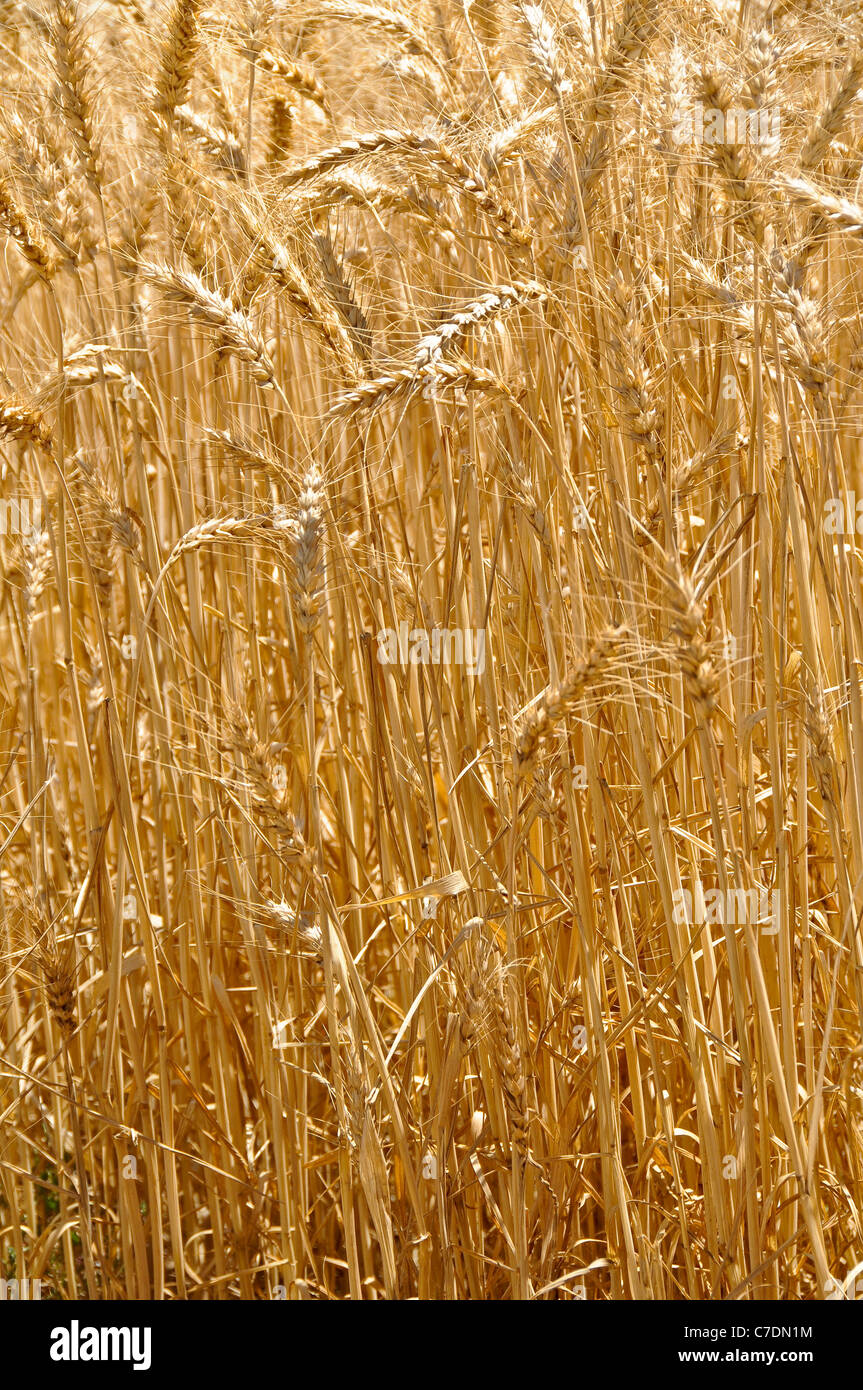 Pooideae triticeae hi-res stock photography and images - Alamy