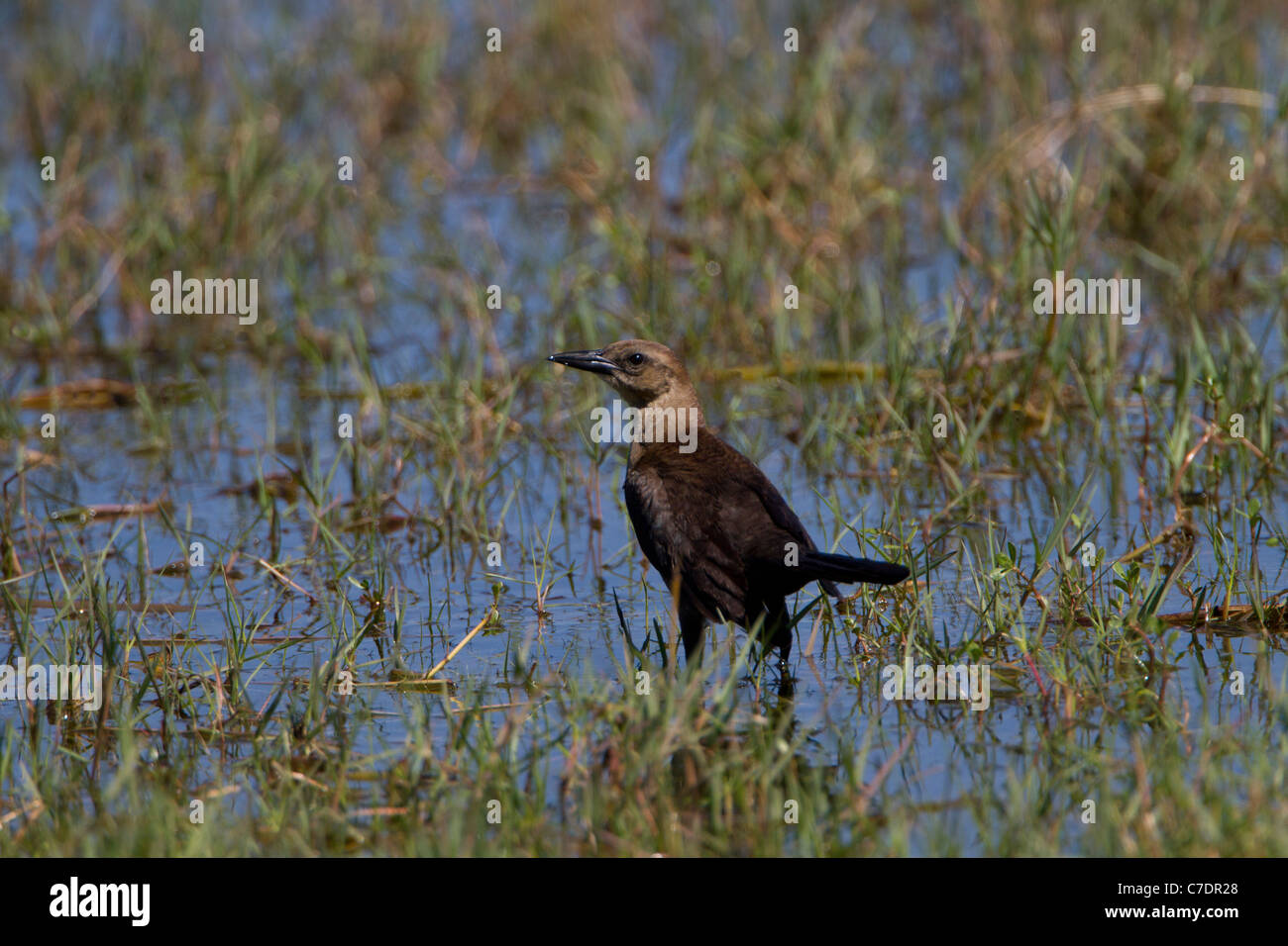 Female Boat tailed Grackle (Quiscalus major Stock Photo - Alamy