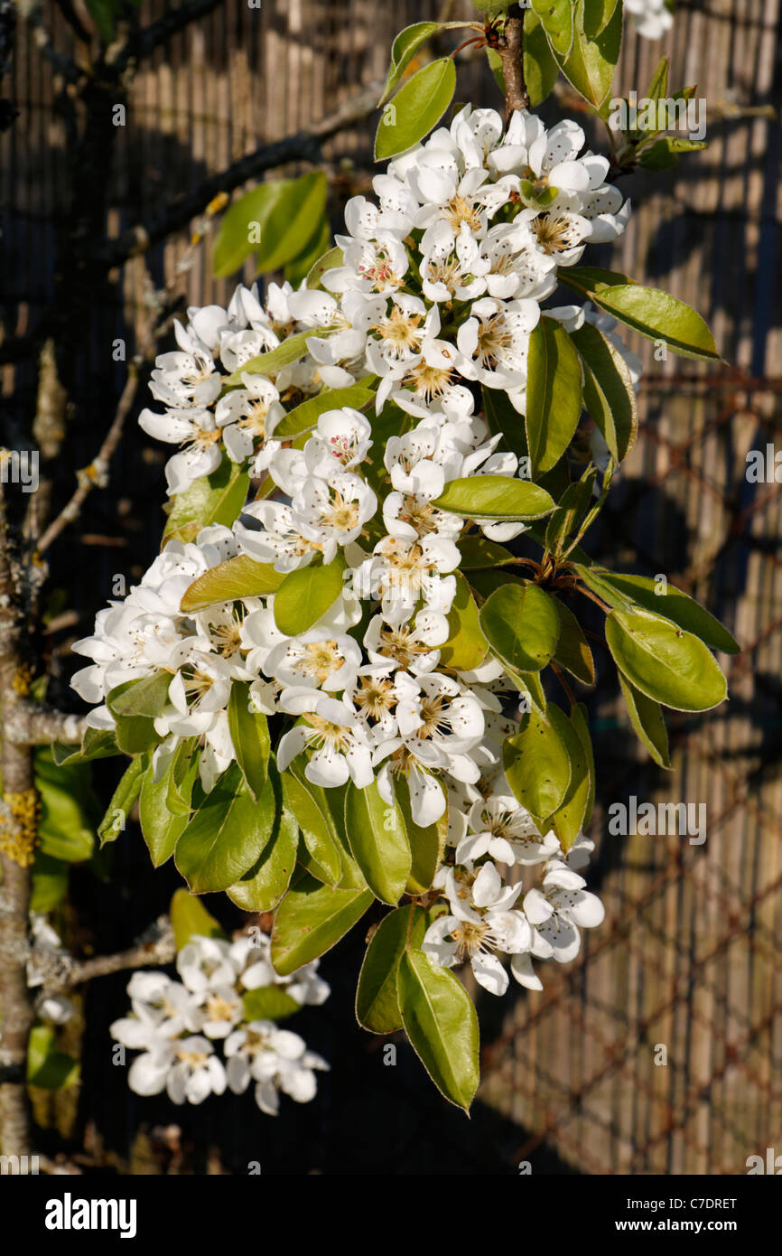 Branch of pear tree in bloom Stock Photo - Alamy