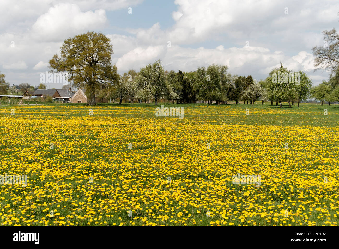Meadow full of dandelions in the background, a perry pear orchard and ...