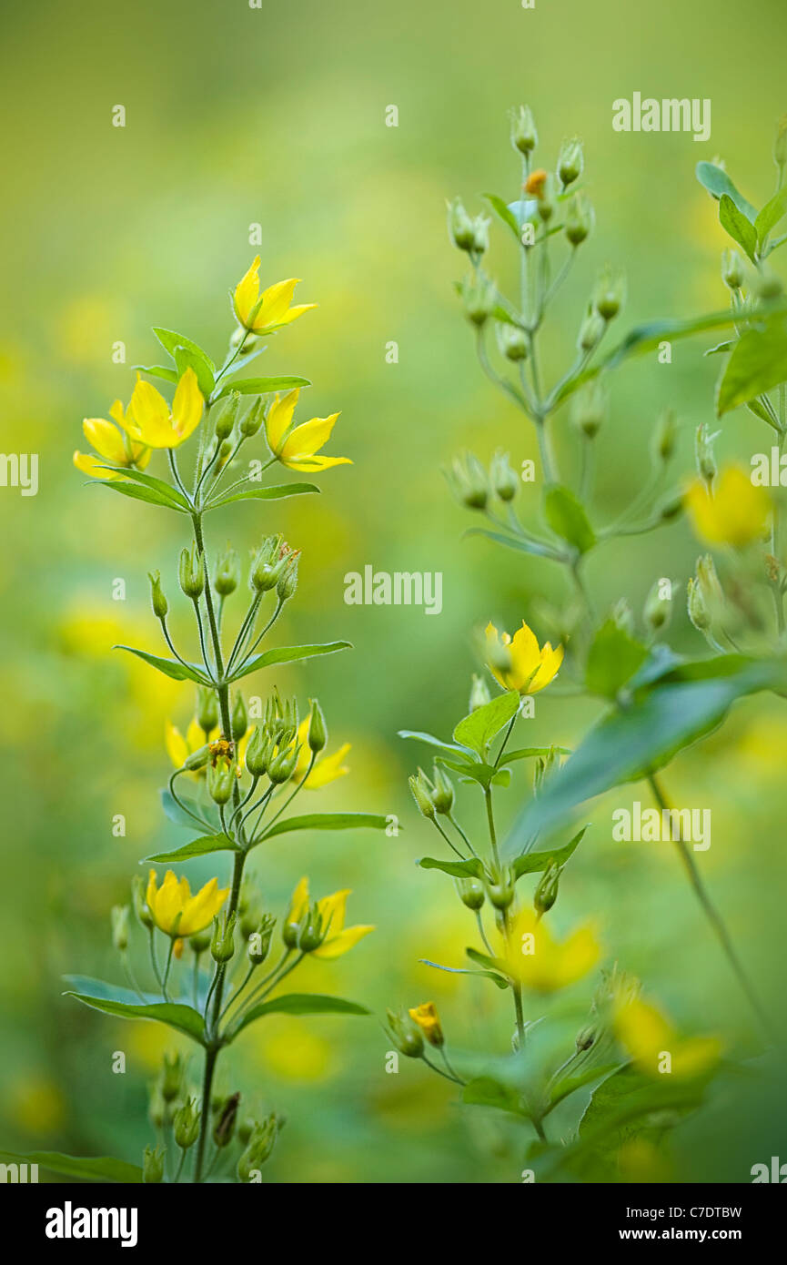 Yellow loosestrife hi-res stock photography and images - Alamy