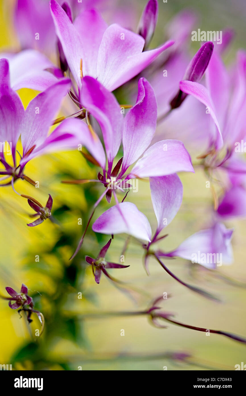 Close-up image of the beautiful summer flowering Cleome hassleriana ...
