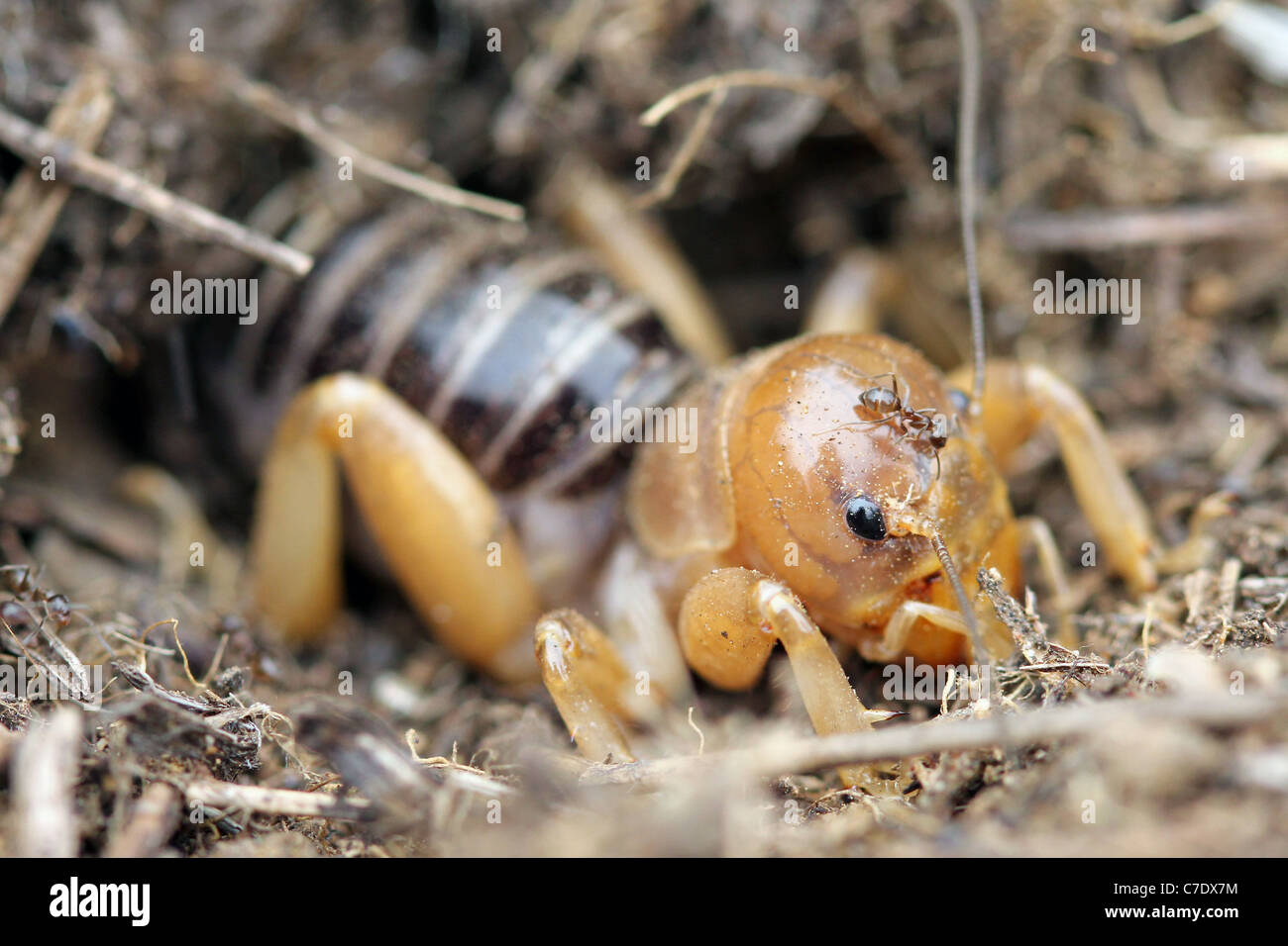 A Mole Cricket with an Ant on its Head(!) in California Stock Photo - Alamy