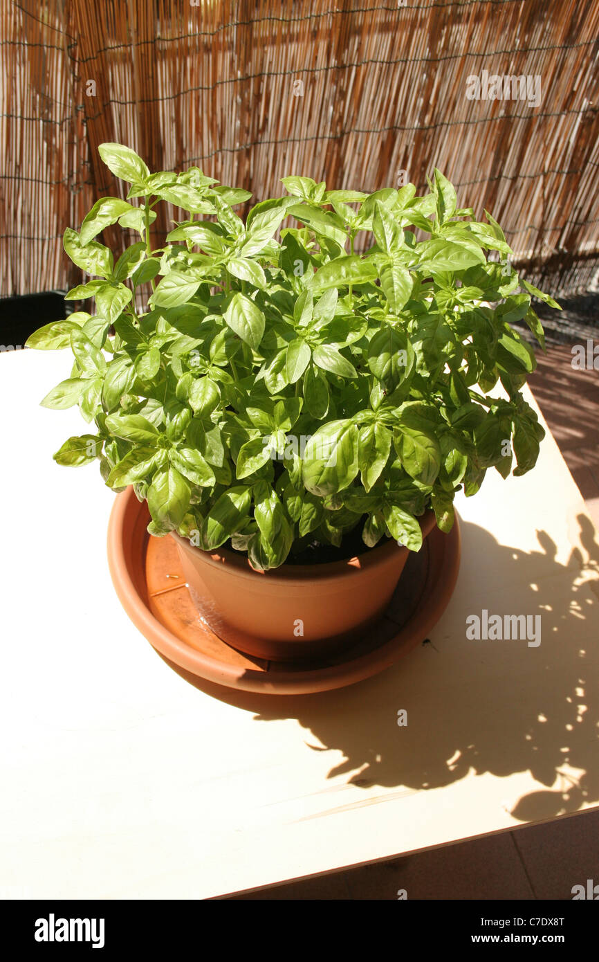 Italy green herb hi-res stock photography and images - Alamy