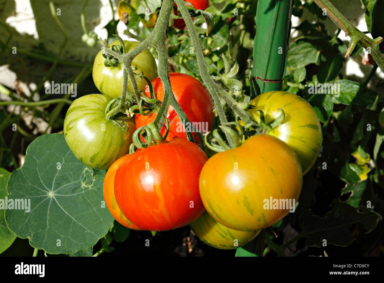 Partially ripened red tomatoes on vine Stock Photo - Alamy