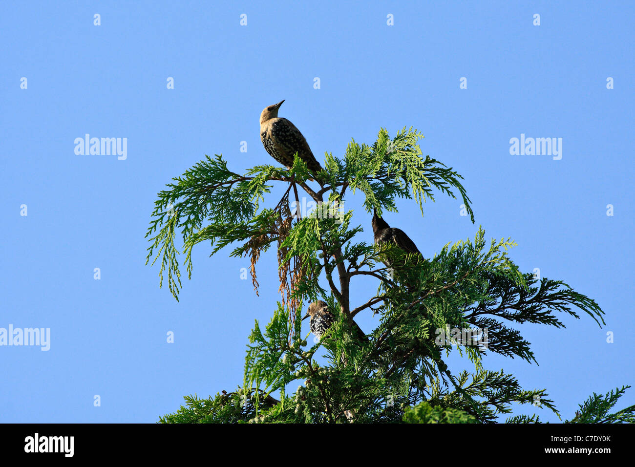 The birds on the tree top hi-res stock photography and images - Alamy
