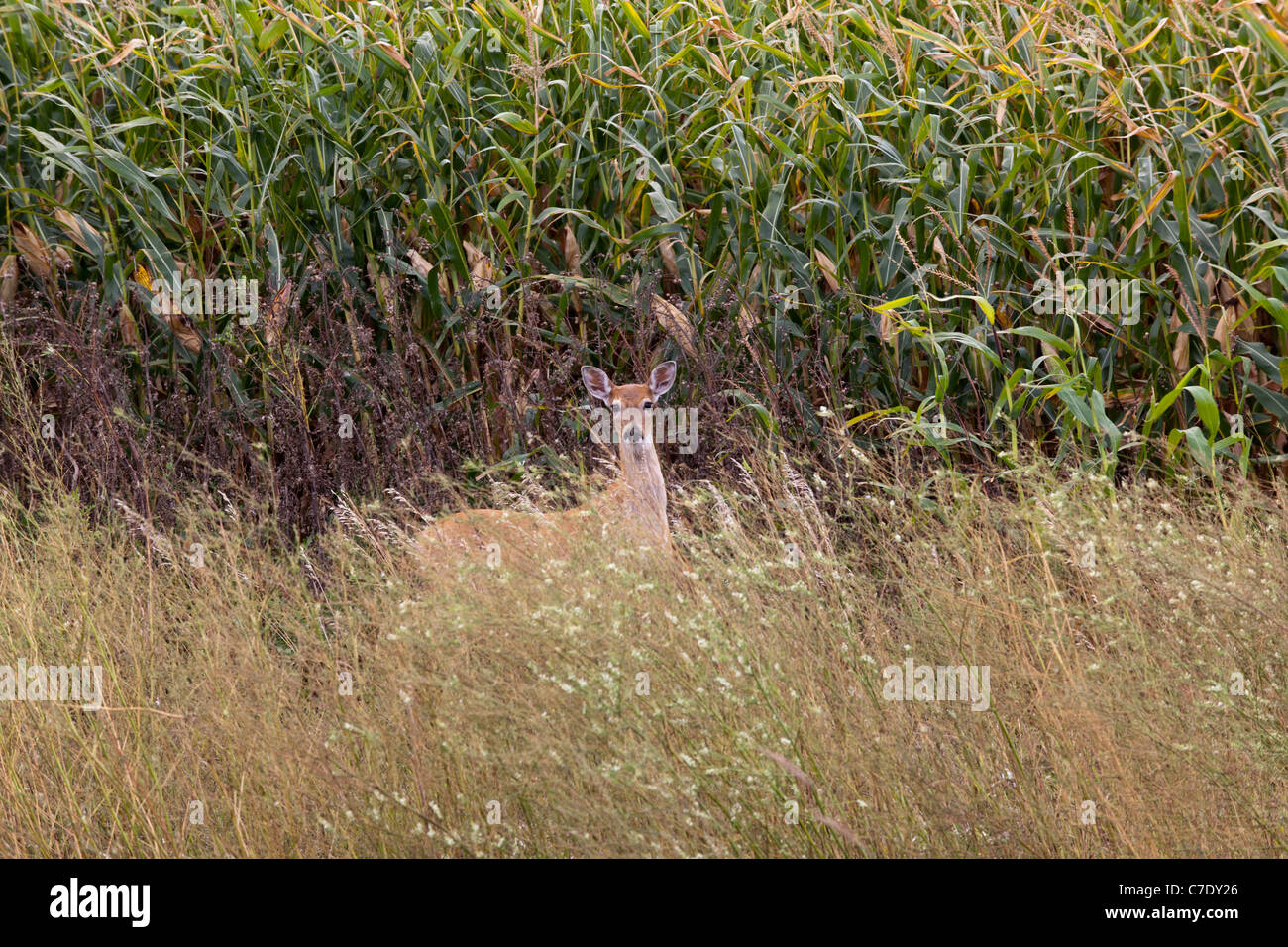 Doe deere hi-res stock photography and images - Alamy