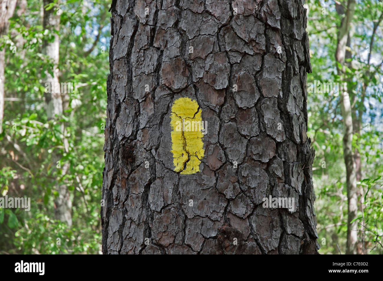 O'Leno State Park North Florida yellow trail blaze on tree Stock Photo ...