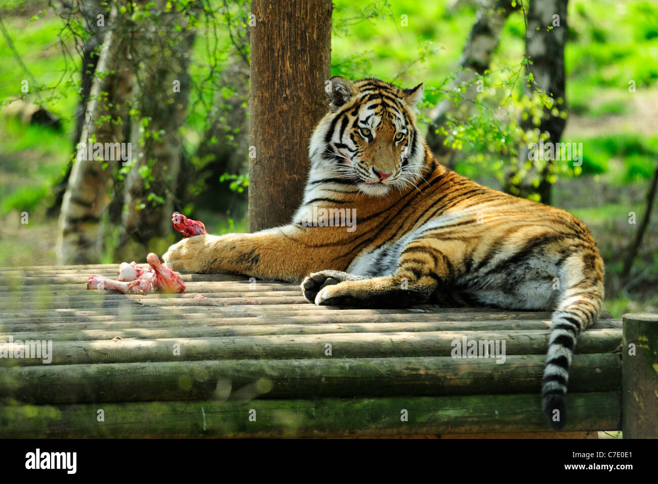 Amur tiger (panthera tigris altaica) originally known as Siberian Tiger ...