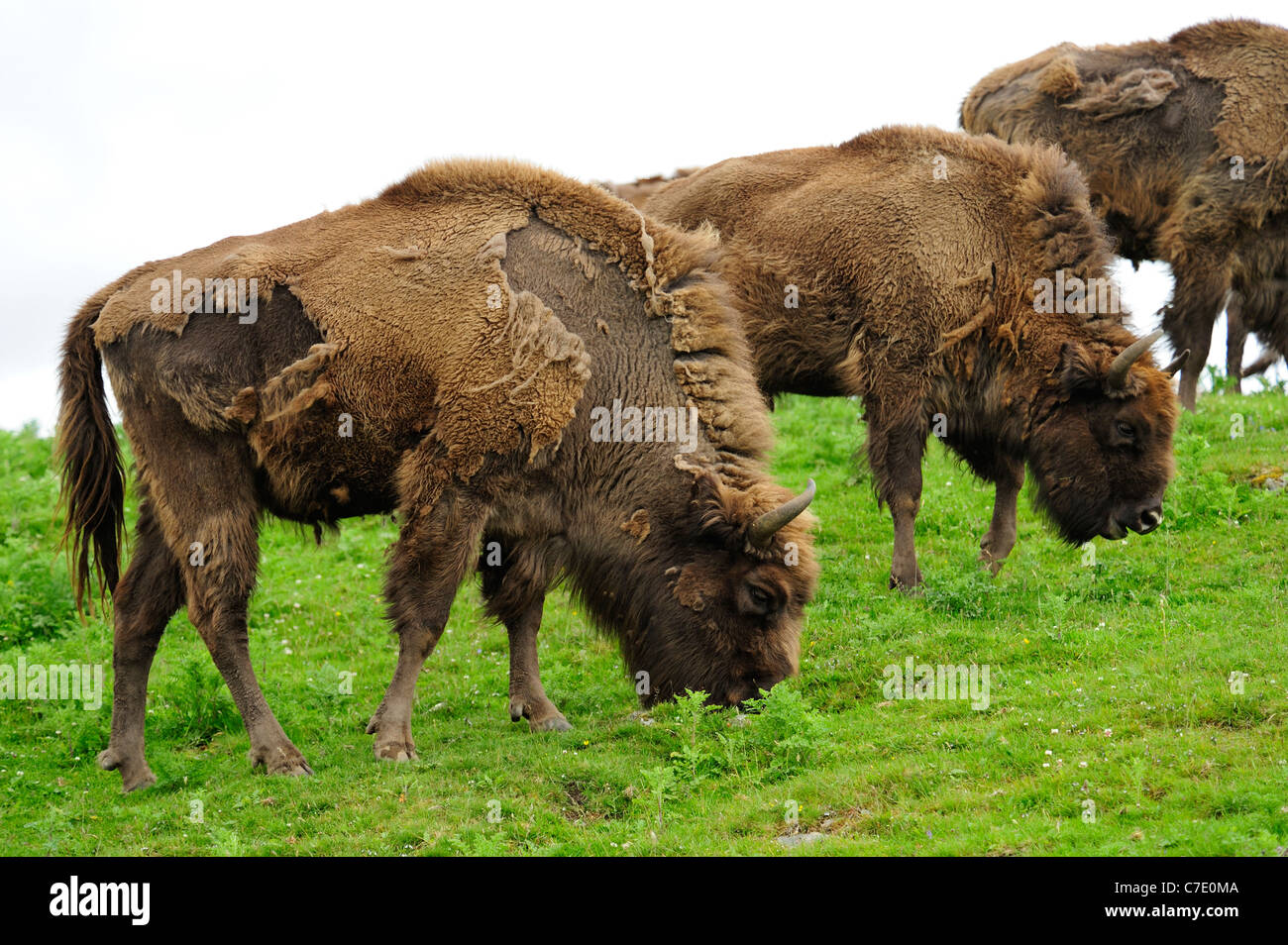 European bison, Highland Wildlife Park, Kincraig, Kingussie, Scotland ...