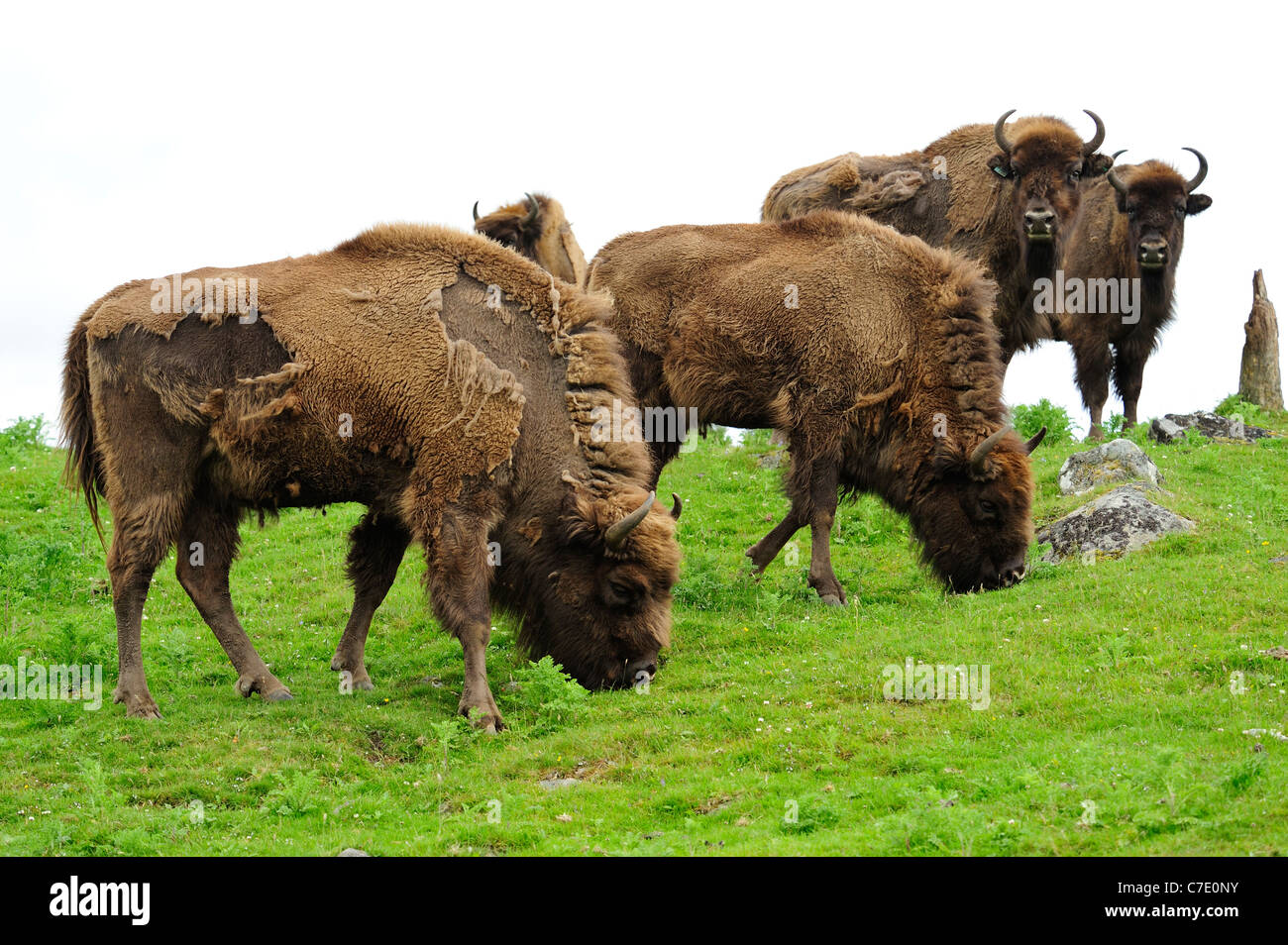 Bison uk bull hi-res stock photography and images - Alamy