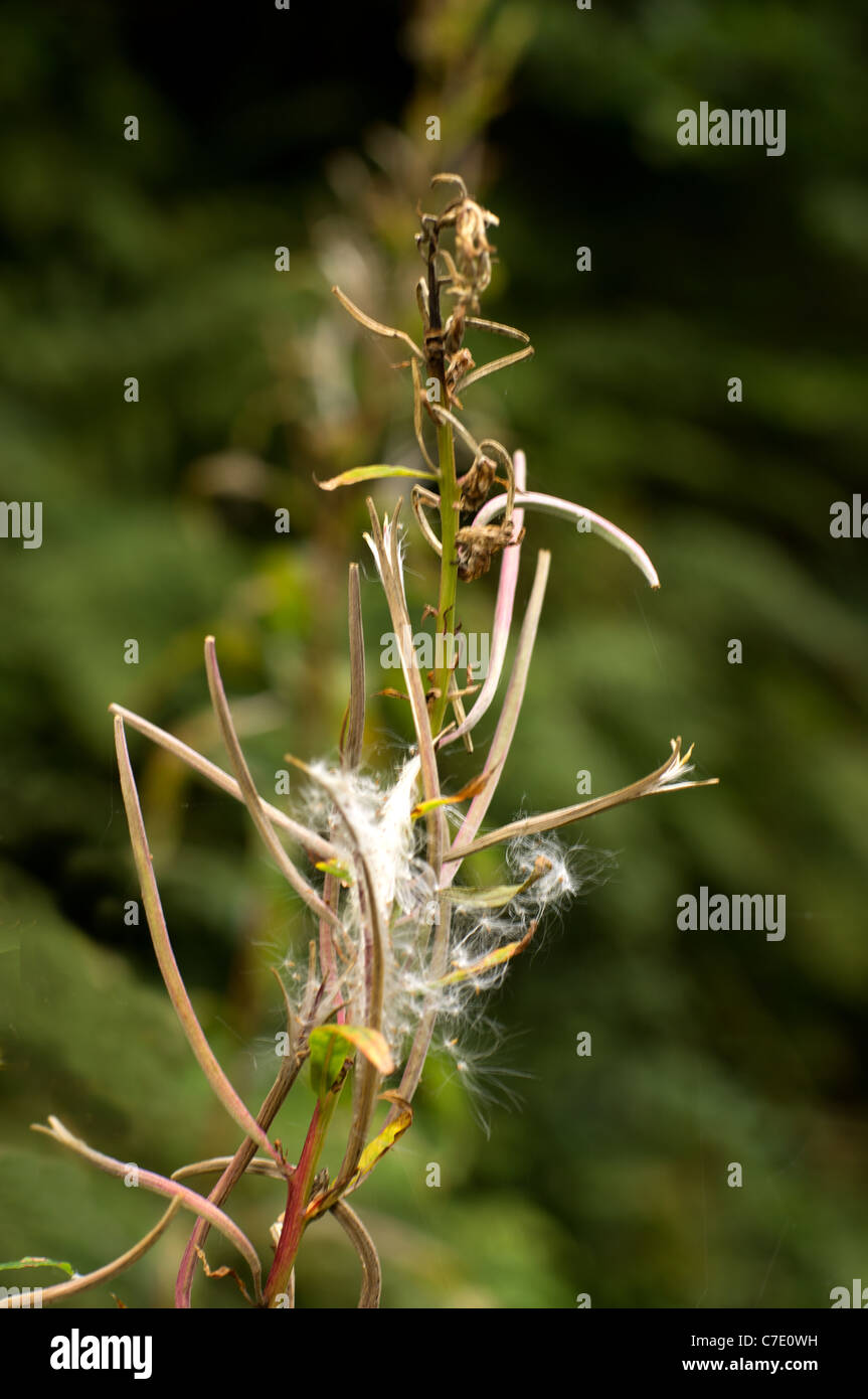Weed creeper hi-res stock photography and images - Alamy