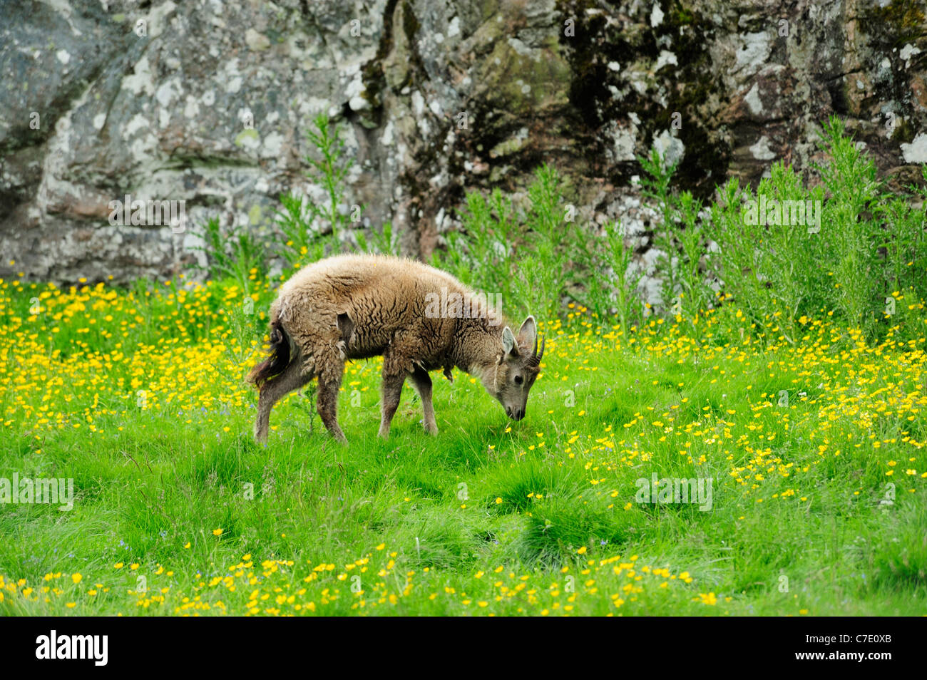 Chinese goral, Highland Wildlife Park, Kincraig, Kingussie, Scotland ...
